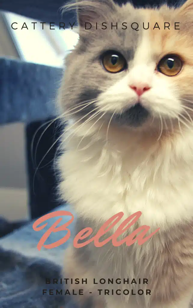 Bella - Cattery Dishsquare